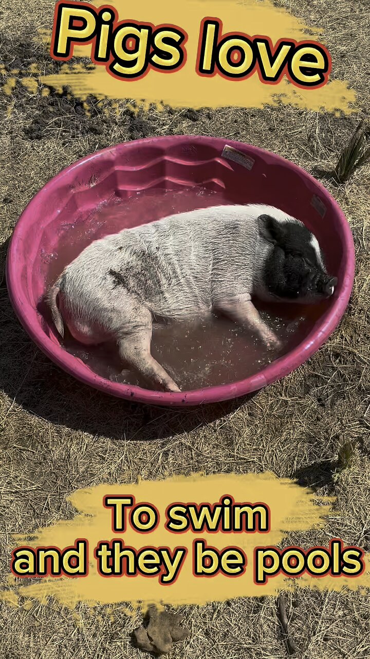 Does your pig like to swim? Porky and Peppa sure do!