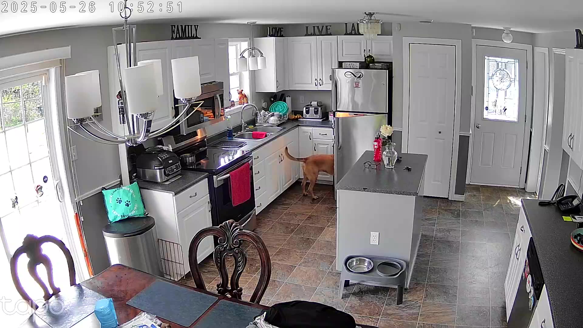 Kevin Our Dog Stealing Our Food