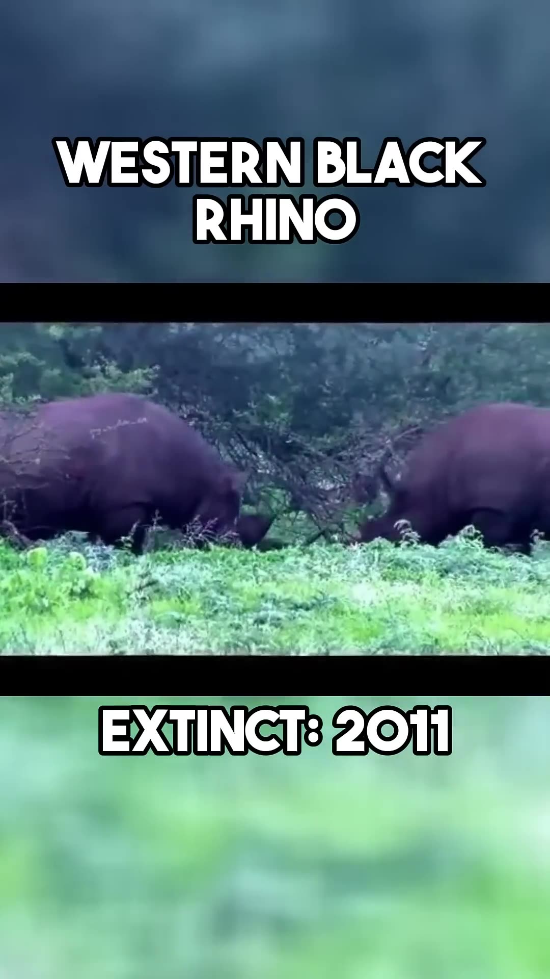 Last Known Footage of Extinct Animals – A Haunting Look at Lost Species