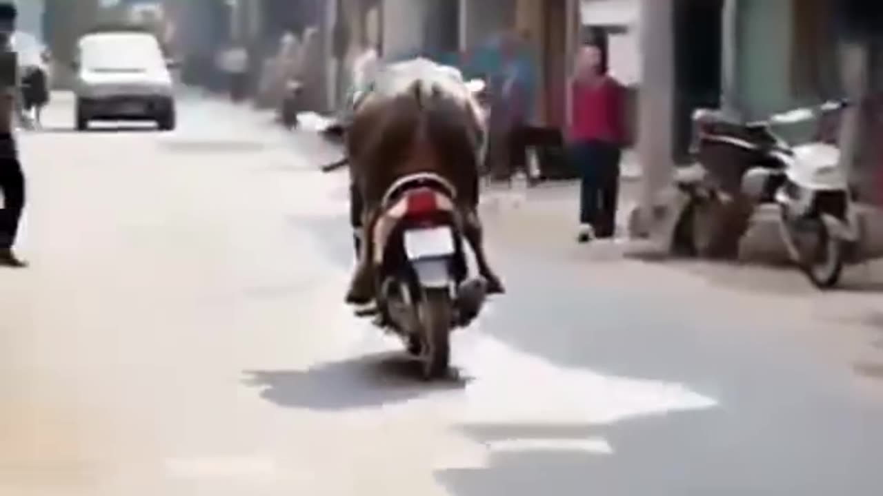 funny cow can ride a motorbike