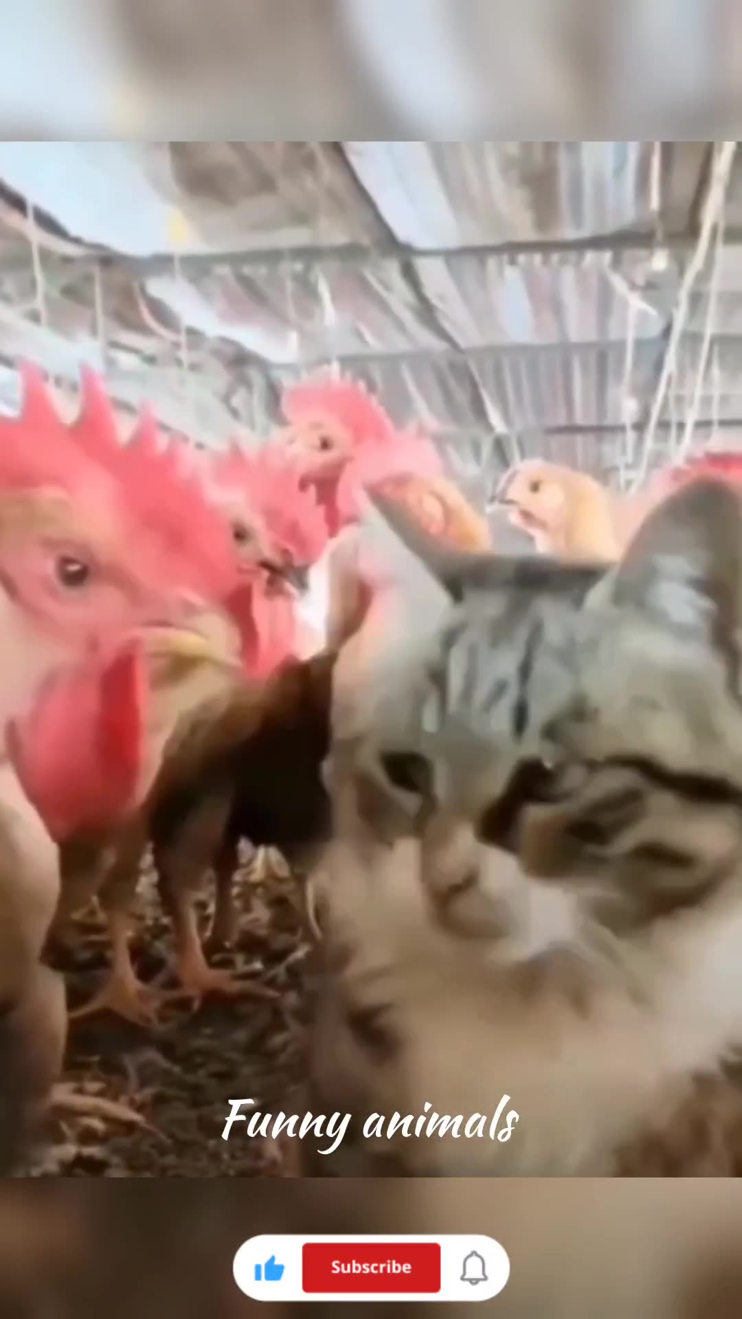 Adorable Cat Antics | Hilarious Furry Moments 🐾😂