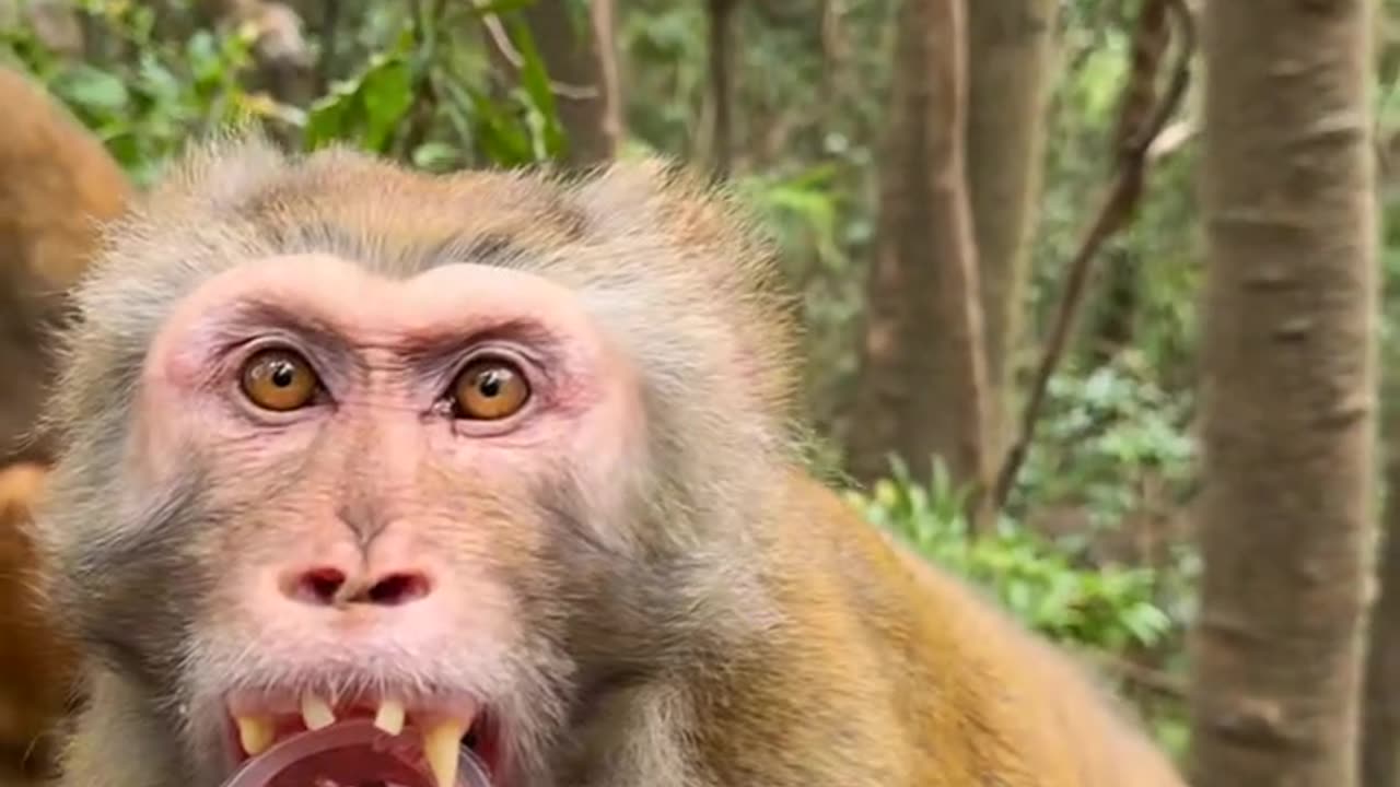Monkey Brother: Just give it to me? #AnimalWorldHighlights # ...