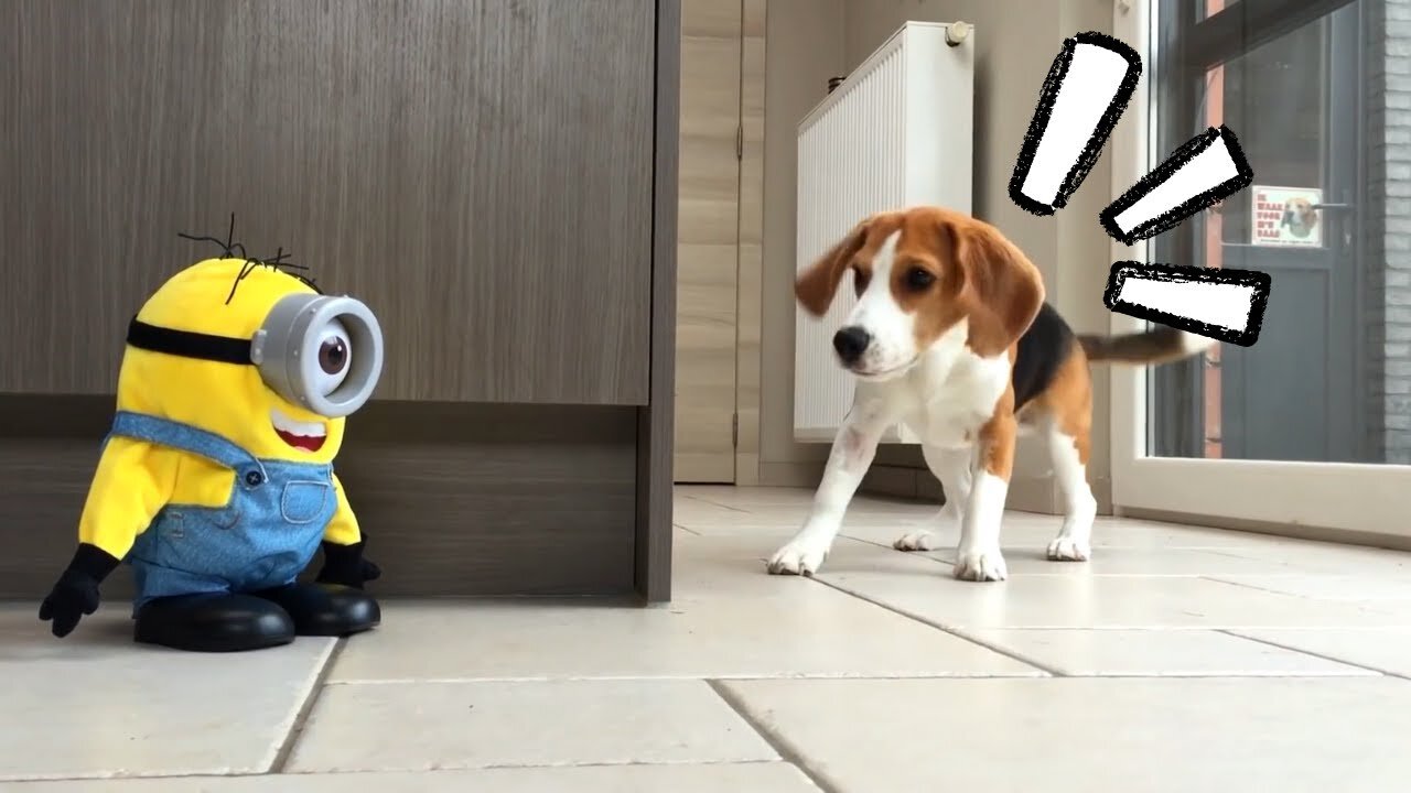 😹 Funniest Pranks On Cats And Dogs 😁 - Super Cats and Dogs 🤣