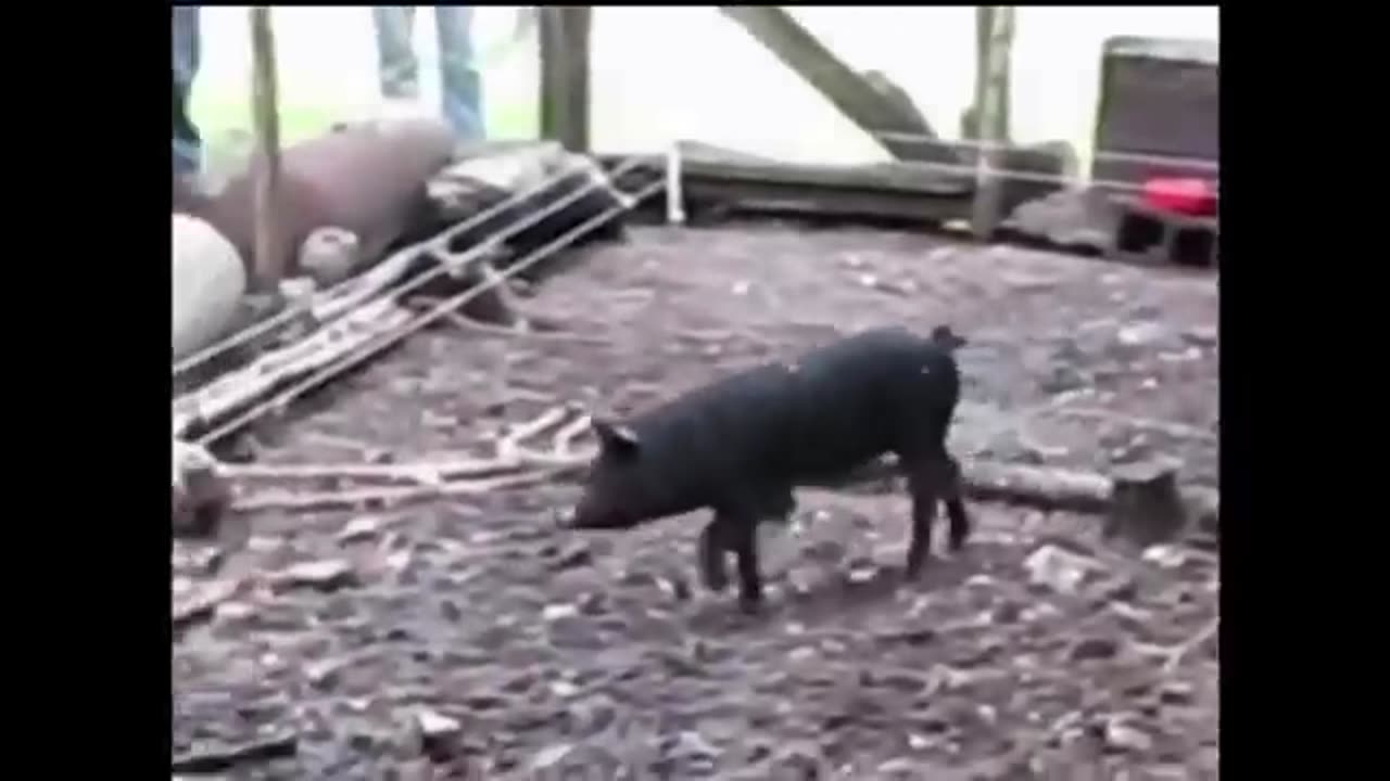 Animals Getting Shocked with Funny sounds effects!!