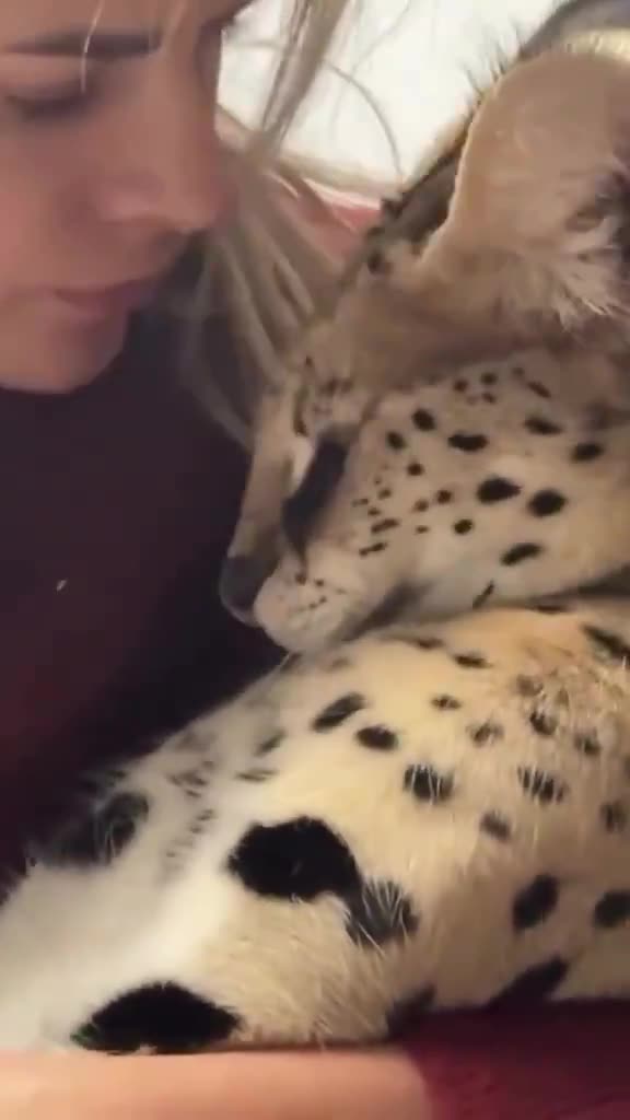 big or small, a cat will always be a cat