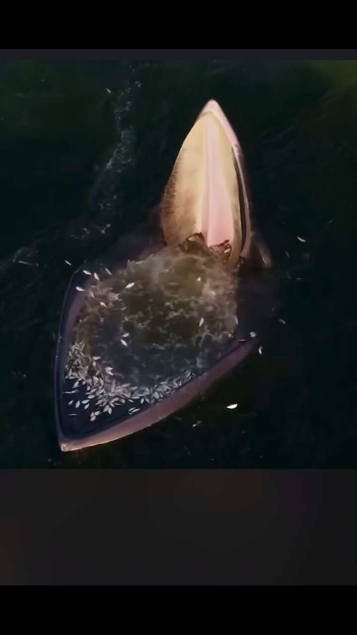 Whales Eat Fish in Ocean | Amazing Wildlife Footage🐳 #Whales # ...
