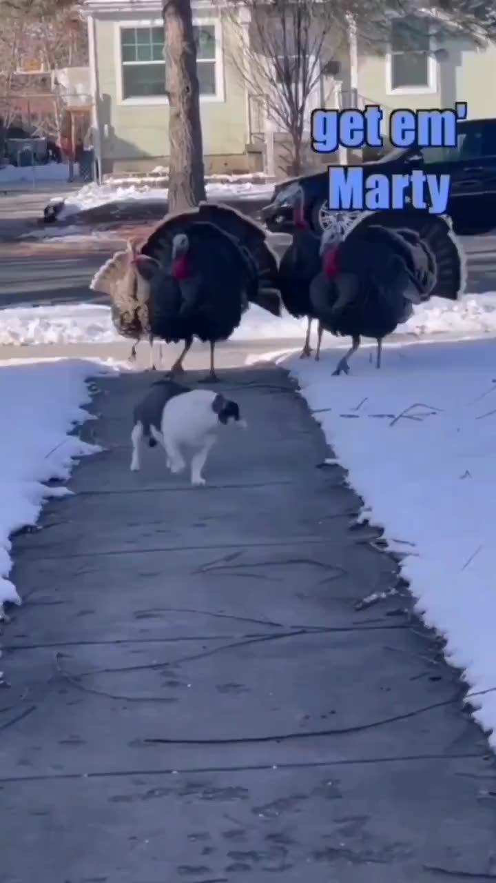 Turkey Gang
