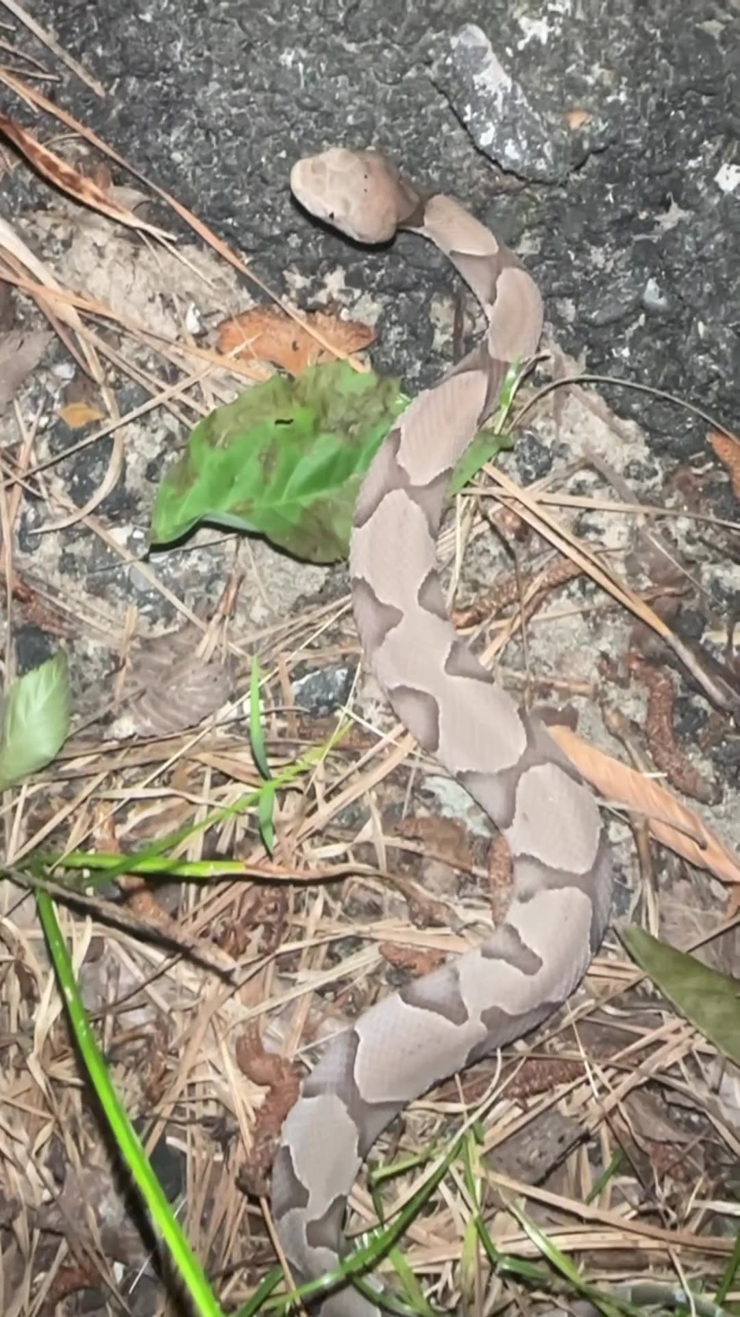 Can You Spot a Snake?