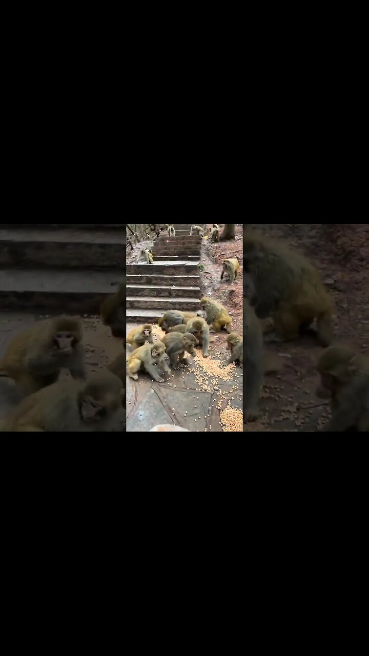 Feed the wild monkeys corn