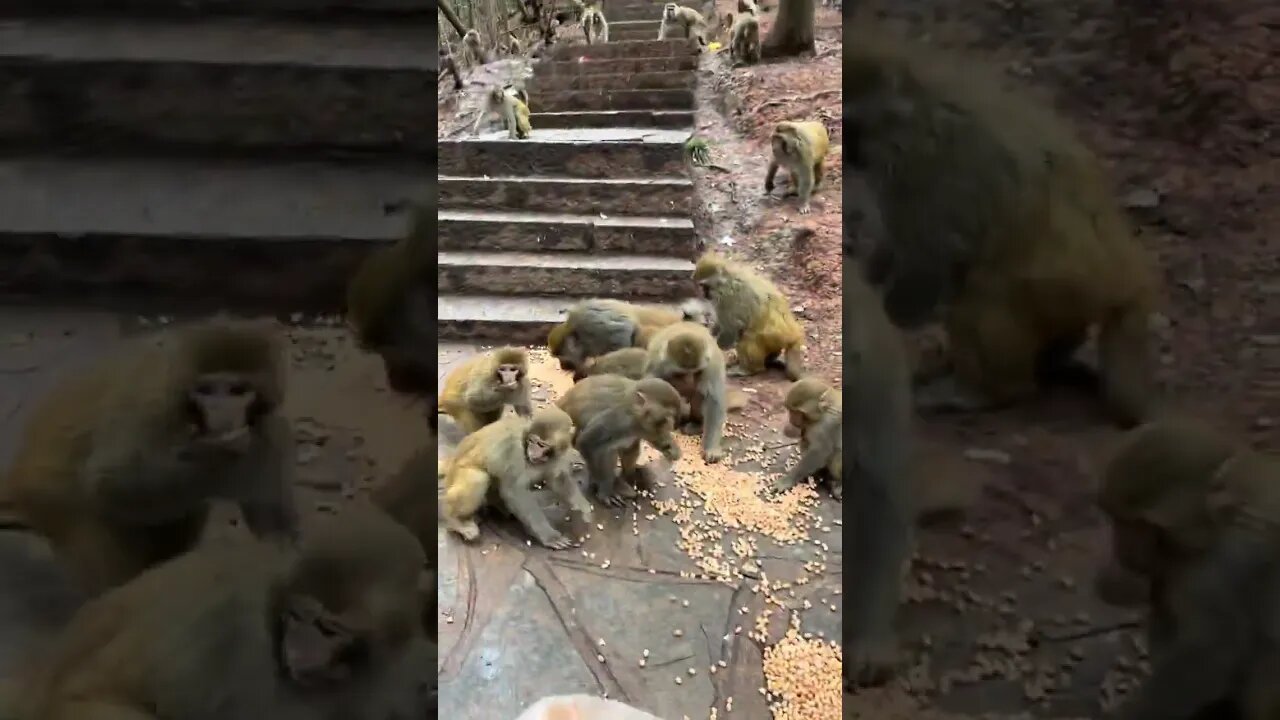 Feed the wild monkeys corn