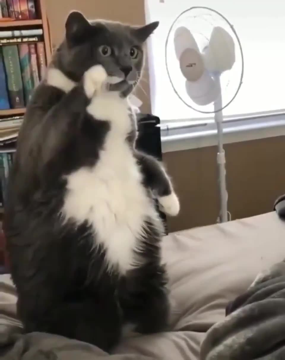 Cat Knows Sign Language