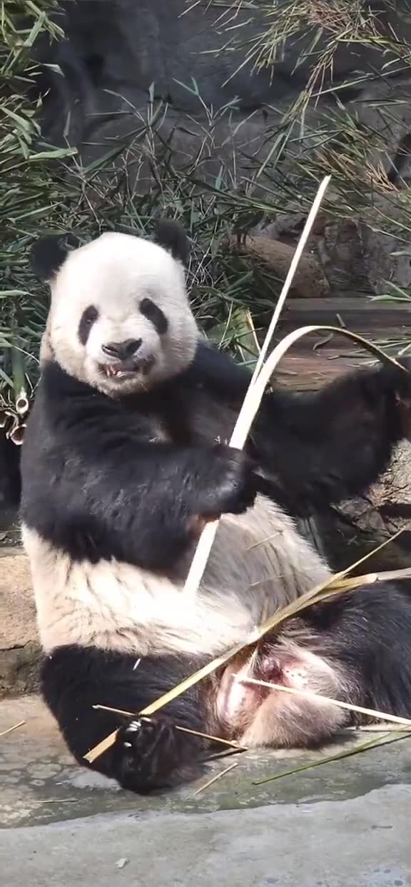 WARNING: This Panda Might Make Your Day!