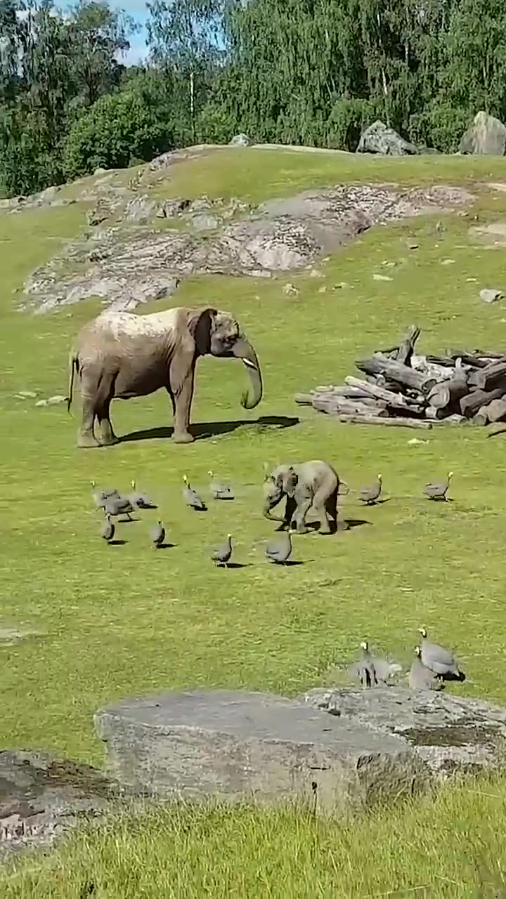 Cute Baby Elephant Trips While Playing With Birds