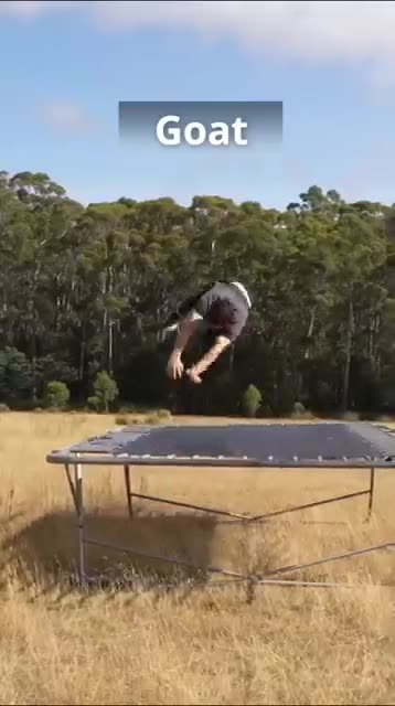 Animals And Parkour