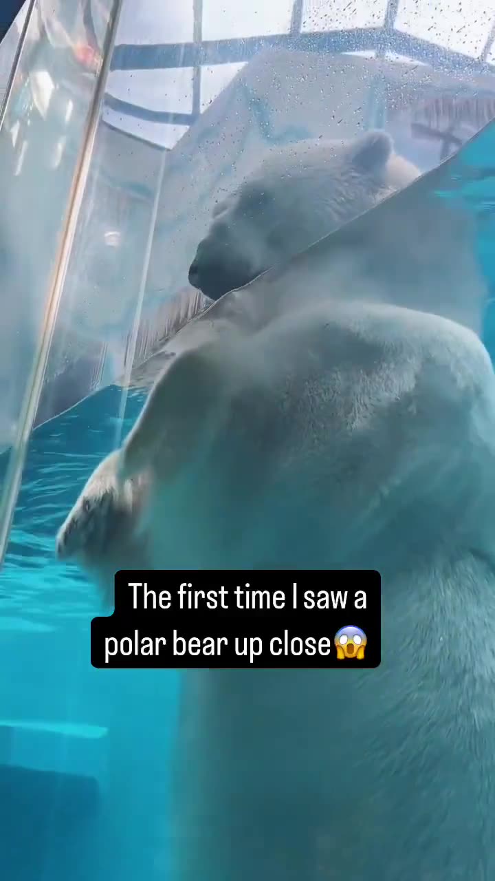 This is the first time I have been so close to a polar bear.