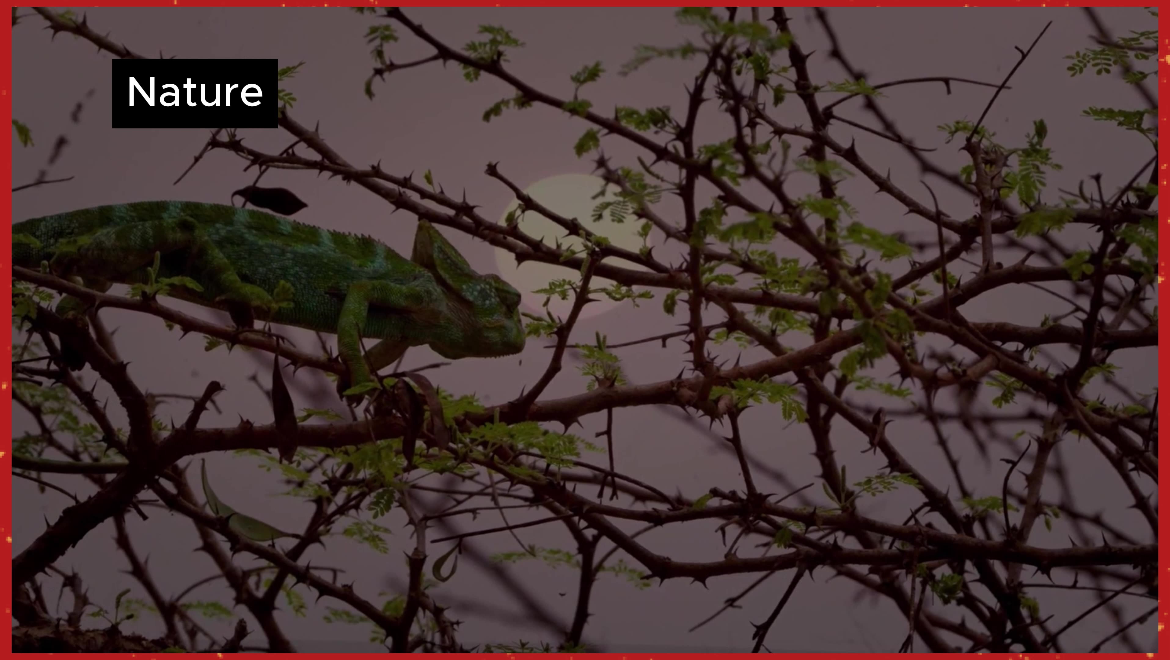 The World of Reptiles 🌍🦎 | Stunning Nature Documentary