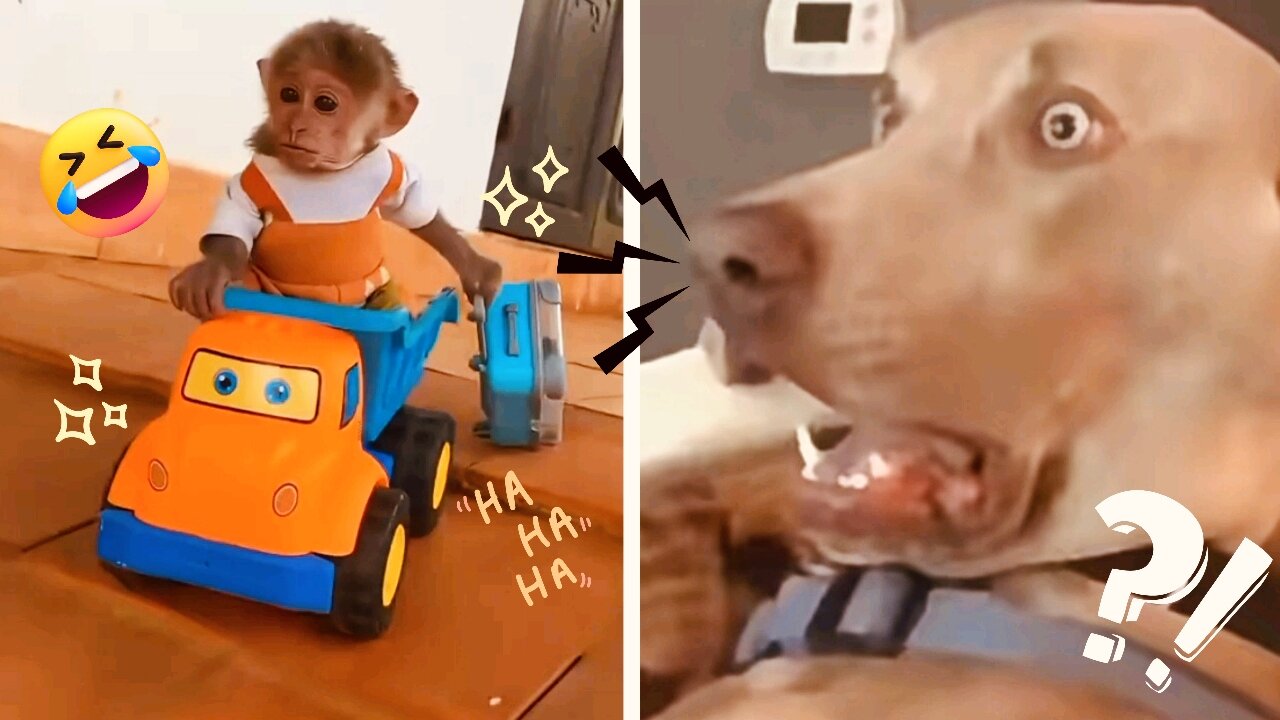 Most FUNNIEST Animals Compilation | Part 1