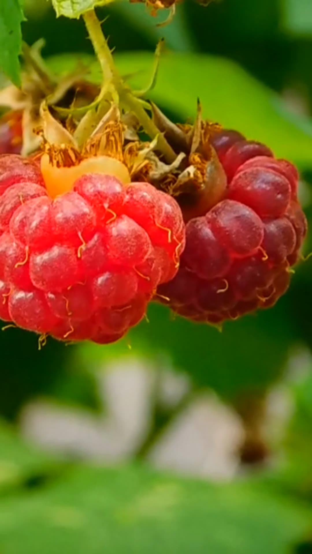 Red Raspberries: Nature's Ultimate Medicine Fruit