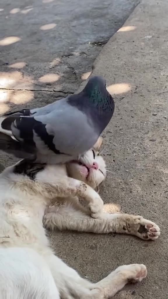 Feather vs. Fur: The Cat-Bird Stand-Off You Didn’t Know You Needed! 🐱🕊️