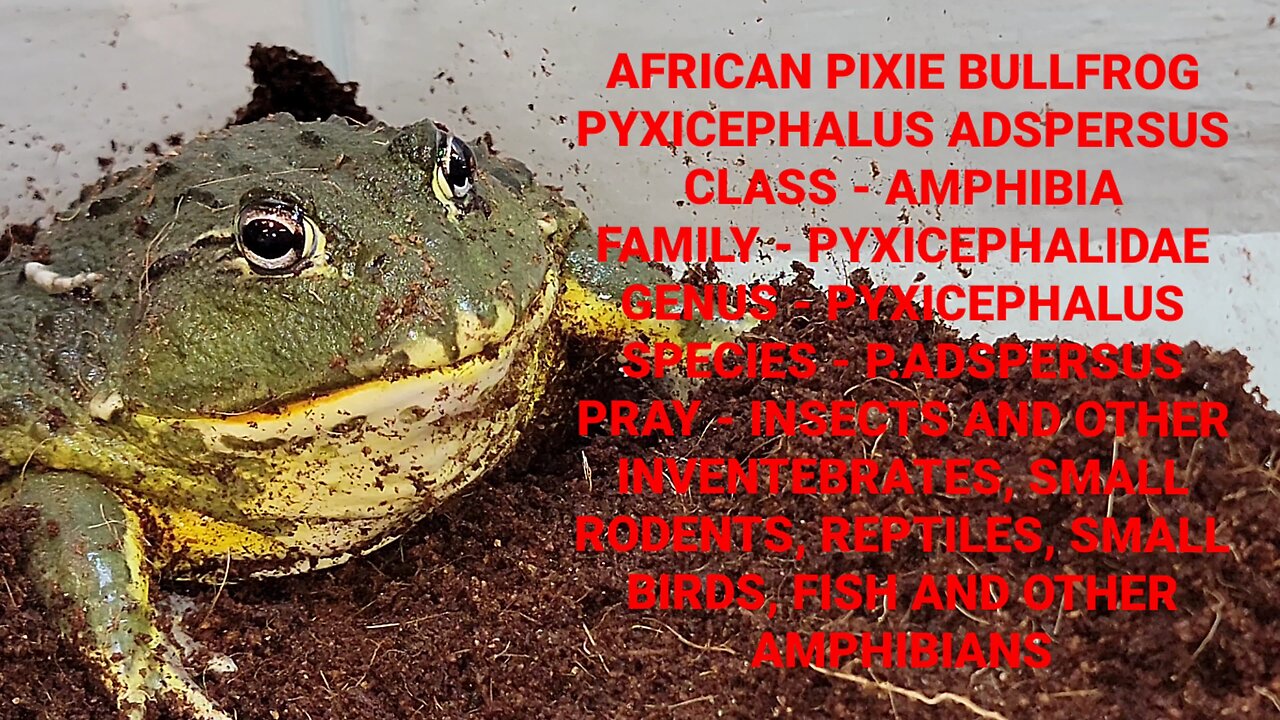 Giant African Pixie Bullfrog Eats Live Mouse