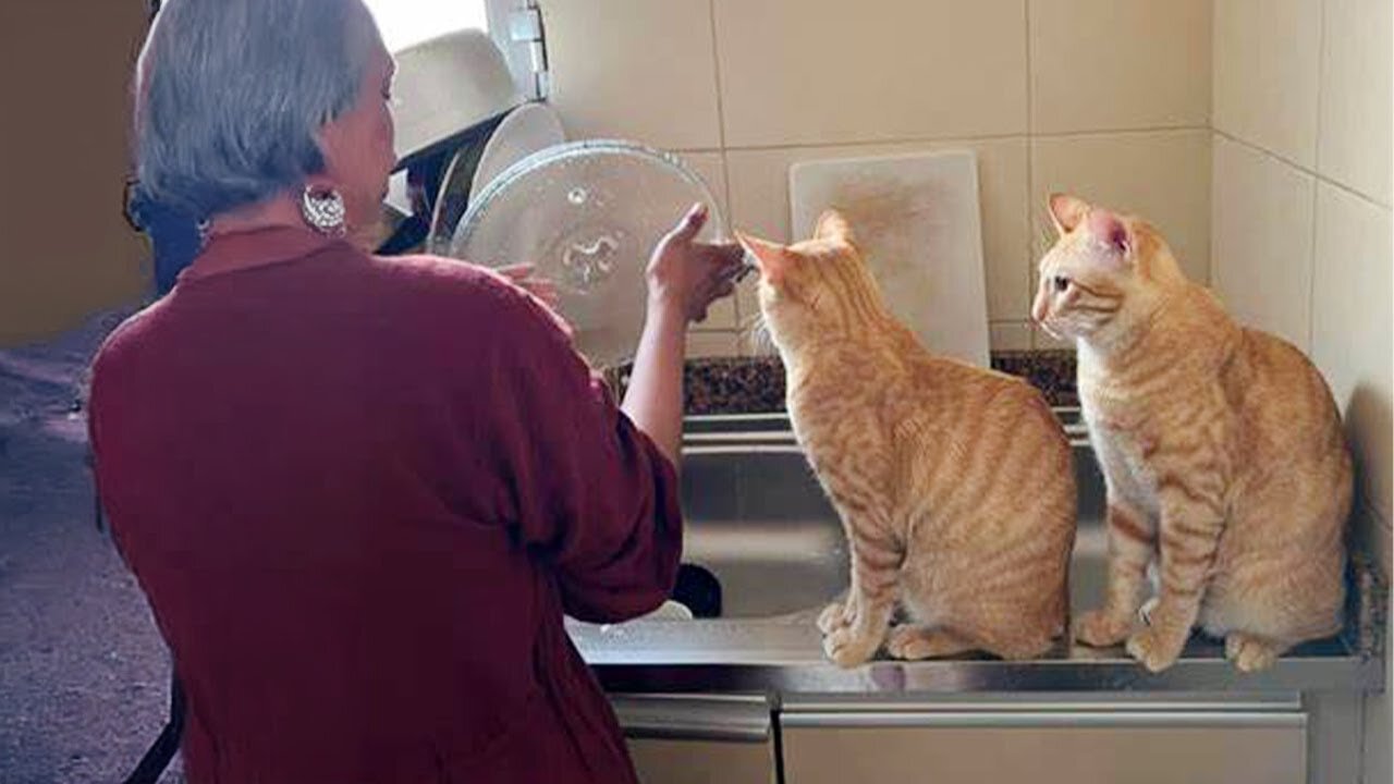 This CAT was being Supervisor 😬 Funny Cat and Human 2024