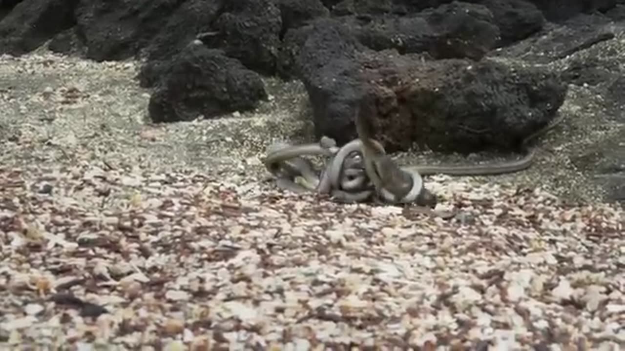 Amazing: Iguana chased by killer snakes | Planet Earth II: Islands - BBC