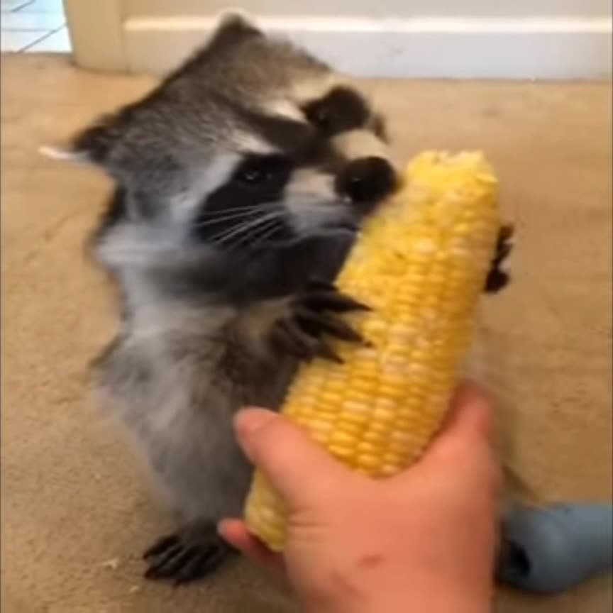Very cute animal eating 🌽🌽 funny moments video