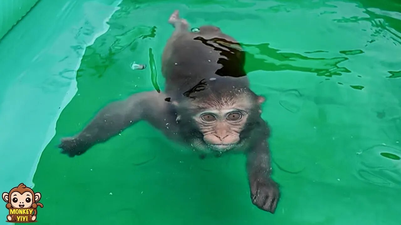 Monkey baby YiYi loves swimming and always cares for her friends