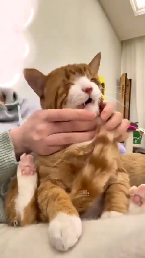 He looks like a plush toy!
