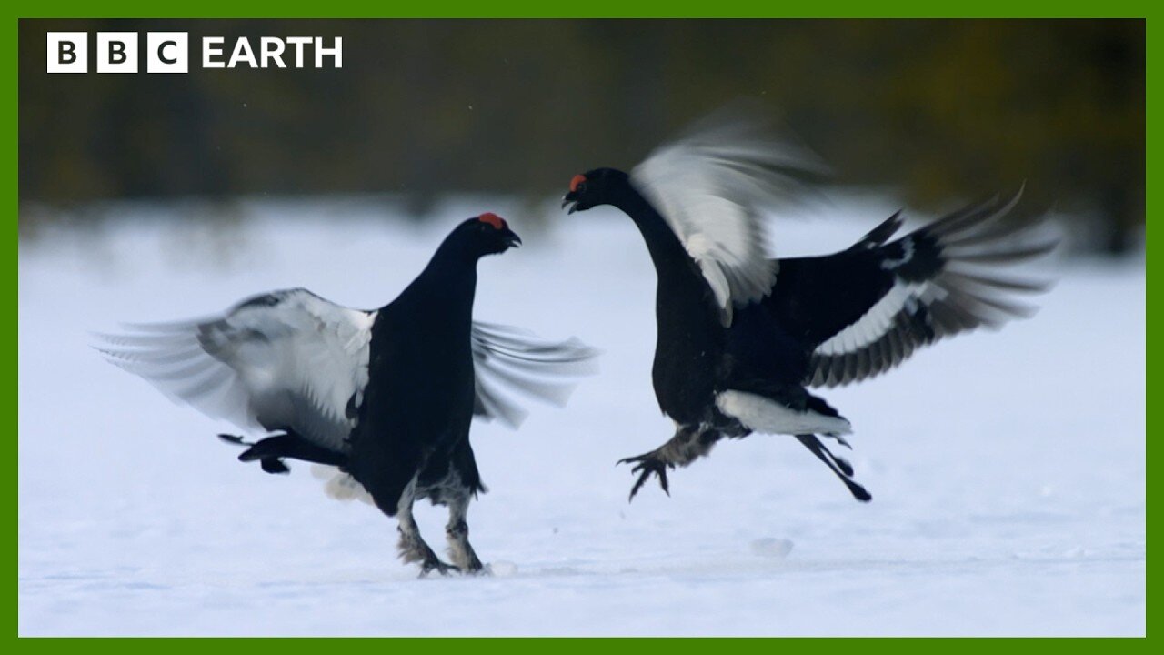 The Most Important Dance Of This Bird's Life | Earth's Great Seasons ...
