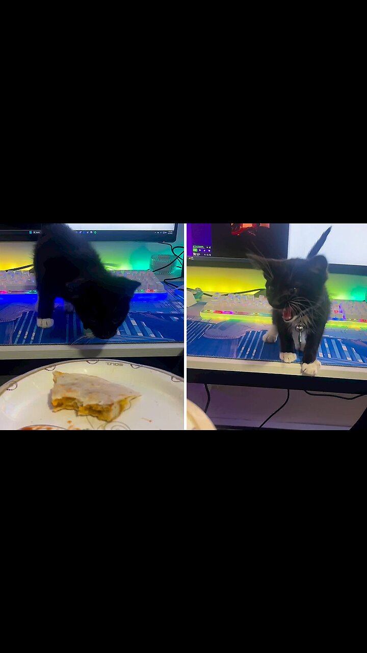 Feisty Feline Hilarious Kitten Yells At Owner Over Stolen Food Plate