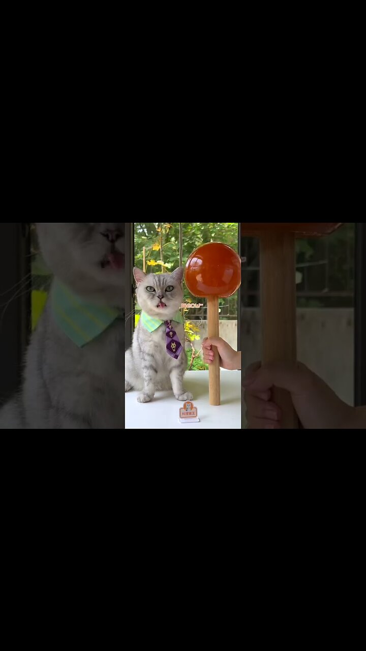 How Chef Cat Makes the BIGGEST Lollipop in the World!🍭| Cat Cooking Food | Cute Cat TikTok #Shorts
