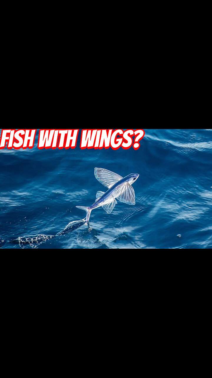 The Greatest Fish Adaptation In Nature!
