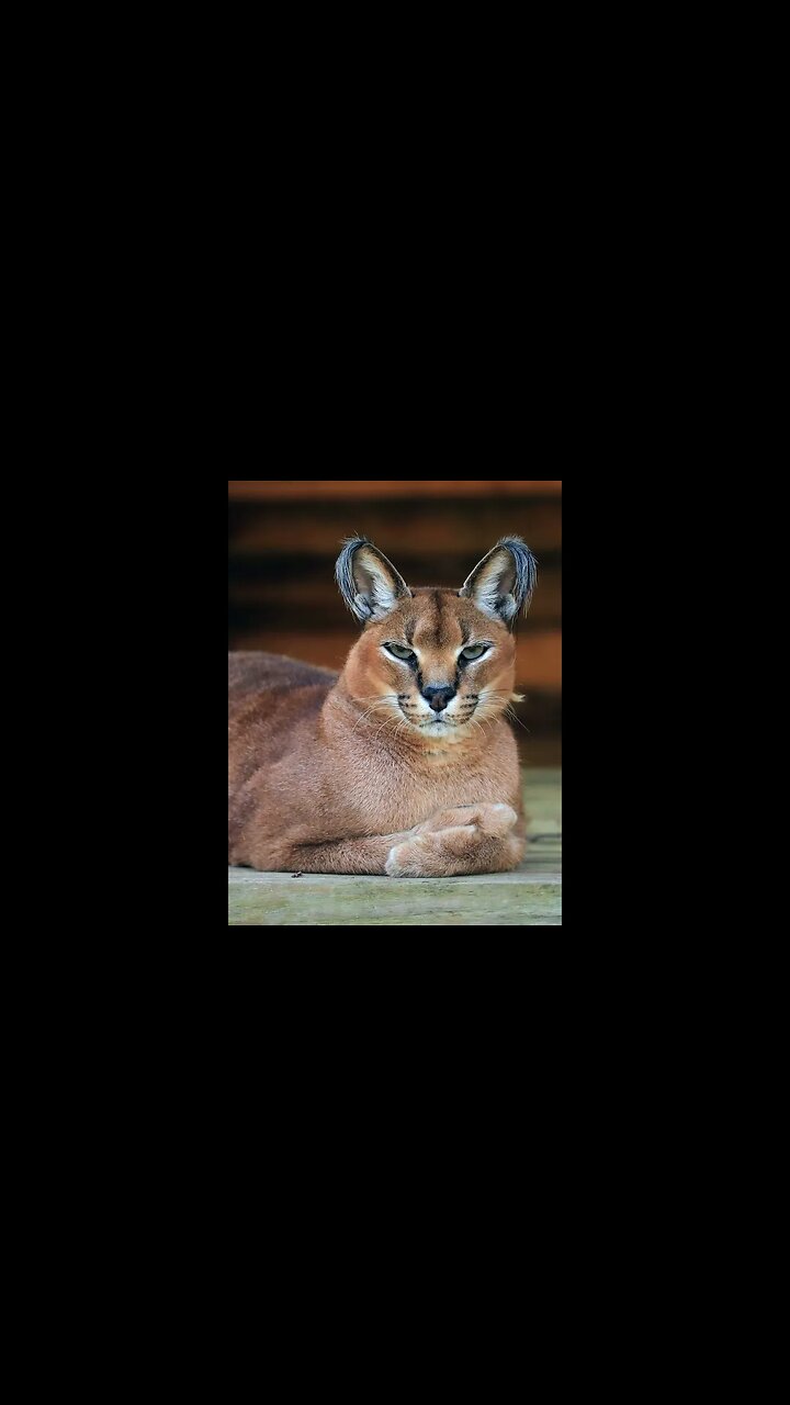 Big Cat Rescue~Chaos caracal bio