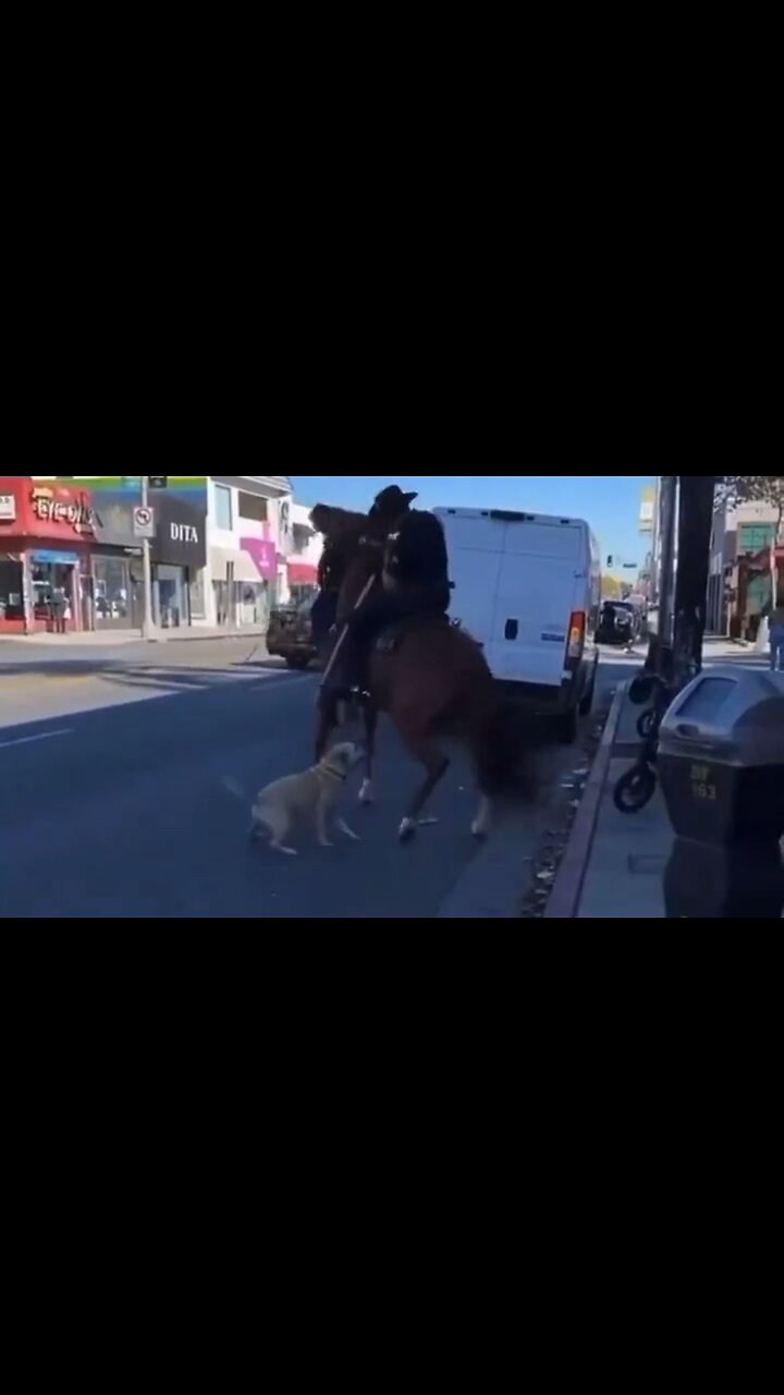 Dog Off Its Leash Attacks Police Horse With Cop Riding It In Los Angeles