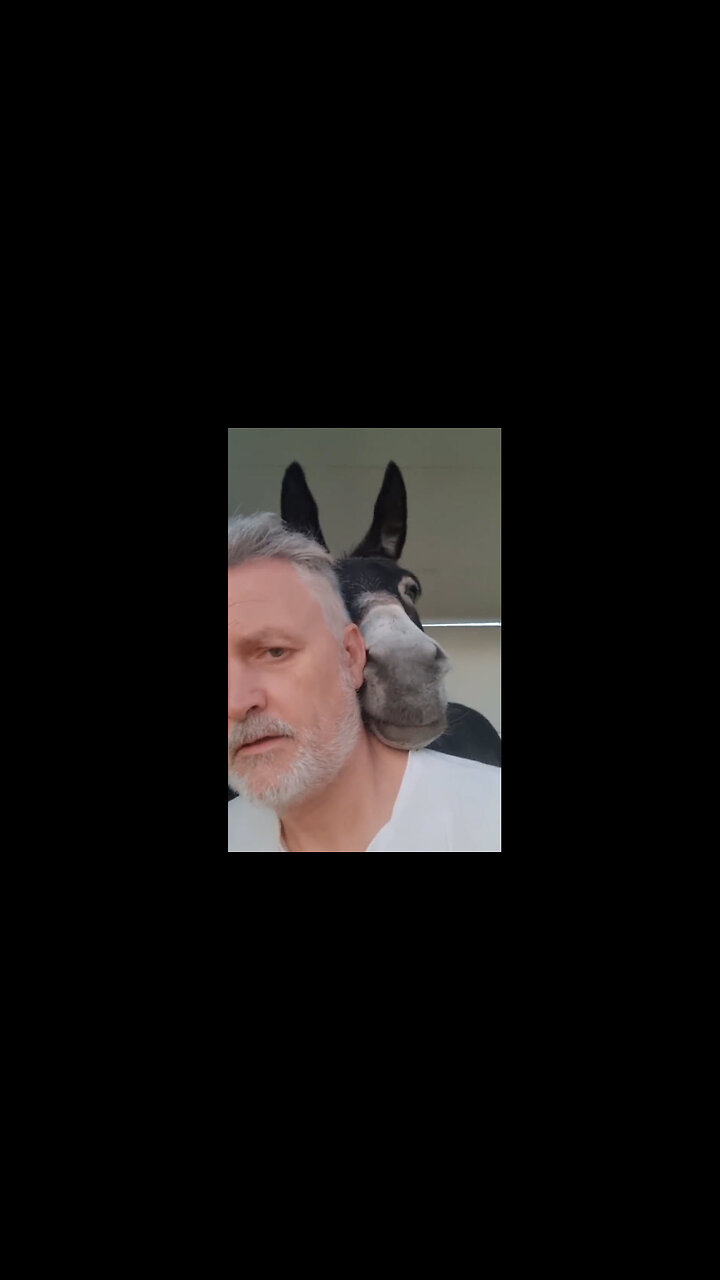 “Steve, don’t touch the ears”.