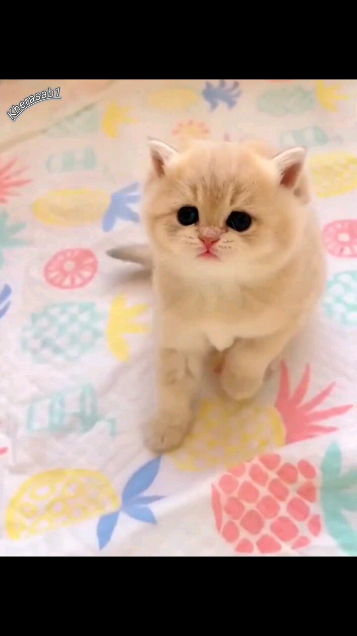 cute_#baby*kitten*and*beautiful*cats*😻😻😱