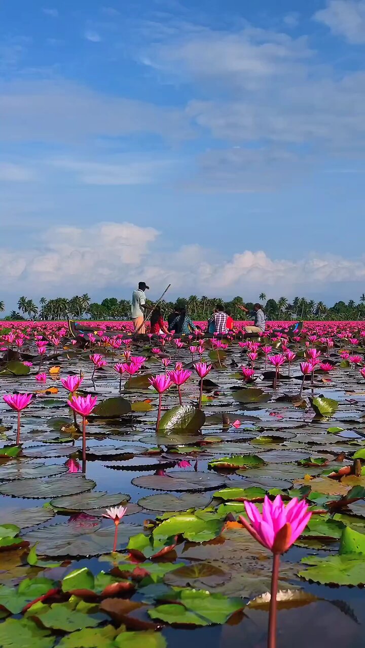 lots of flowers, lotus flower