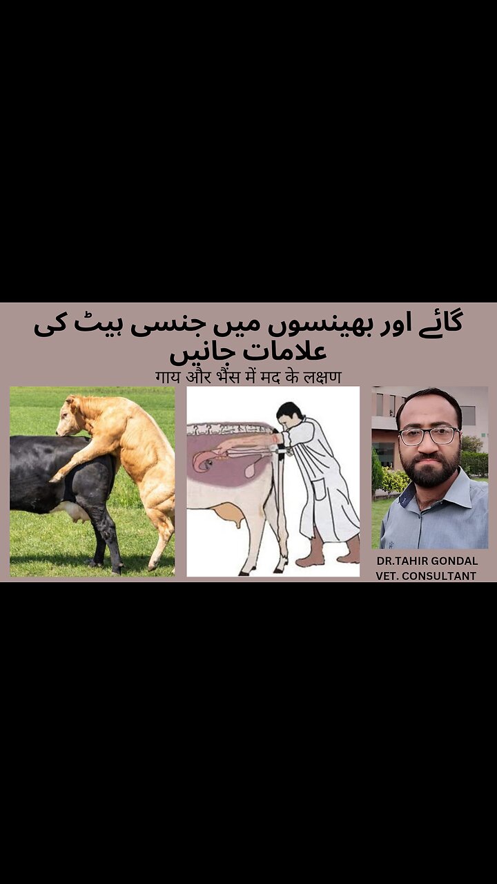Heat detection in cow and buffalo|signs of estrus in cow|estrus cycle ...