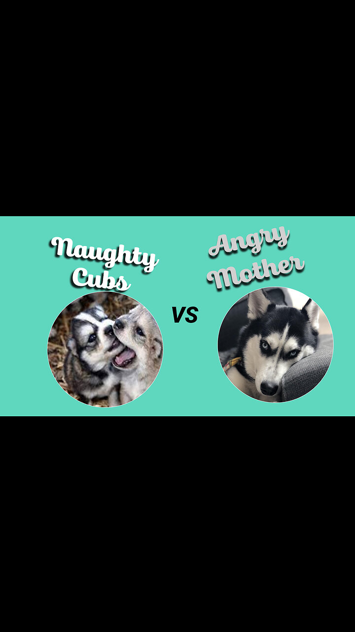"Husky Mama Takes Charge: Keeping her Cub in Line, Silencing the Husky ...