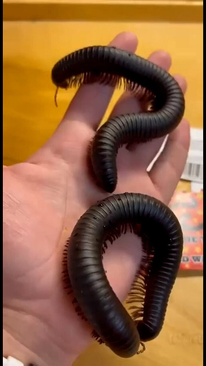 Giant millipede toy 🪱 Just add water