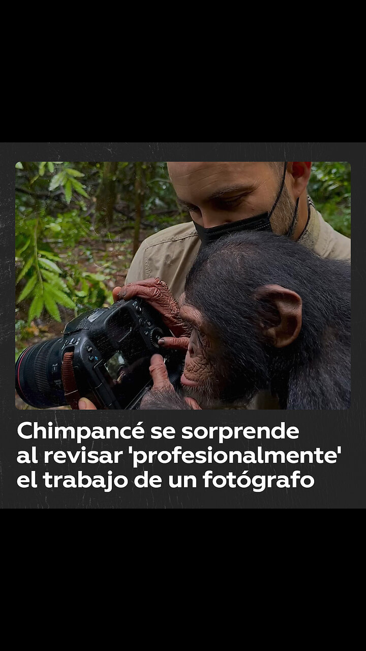Una chimpancé examina sus propias fotografías