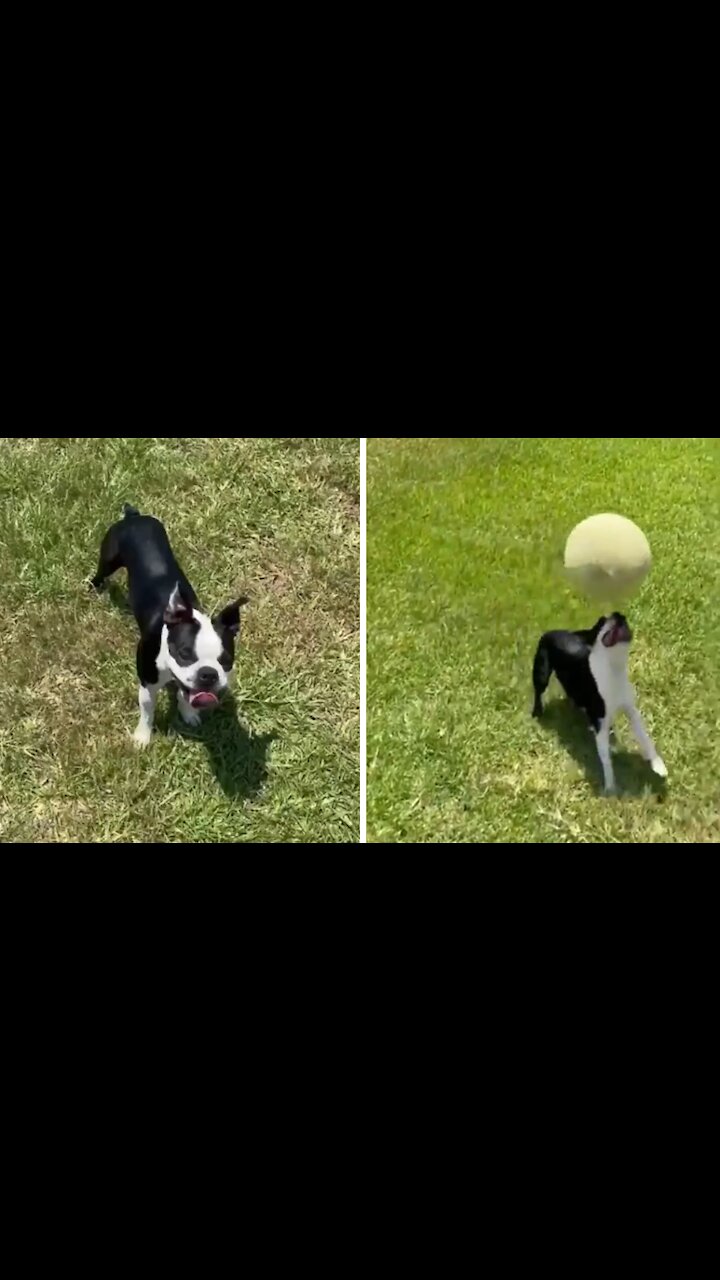 Extremely talented dog shows off balancing skills