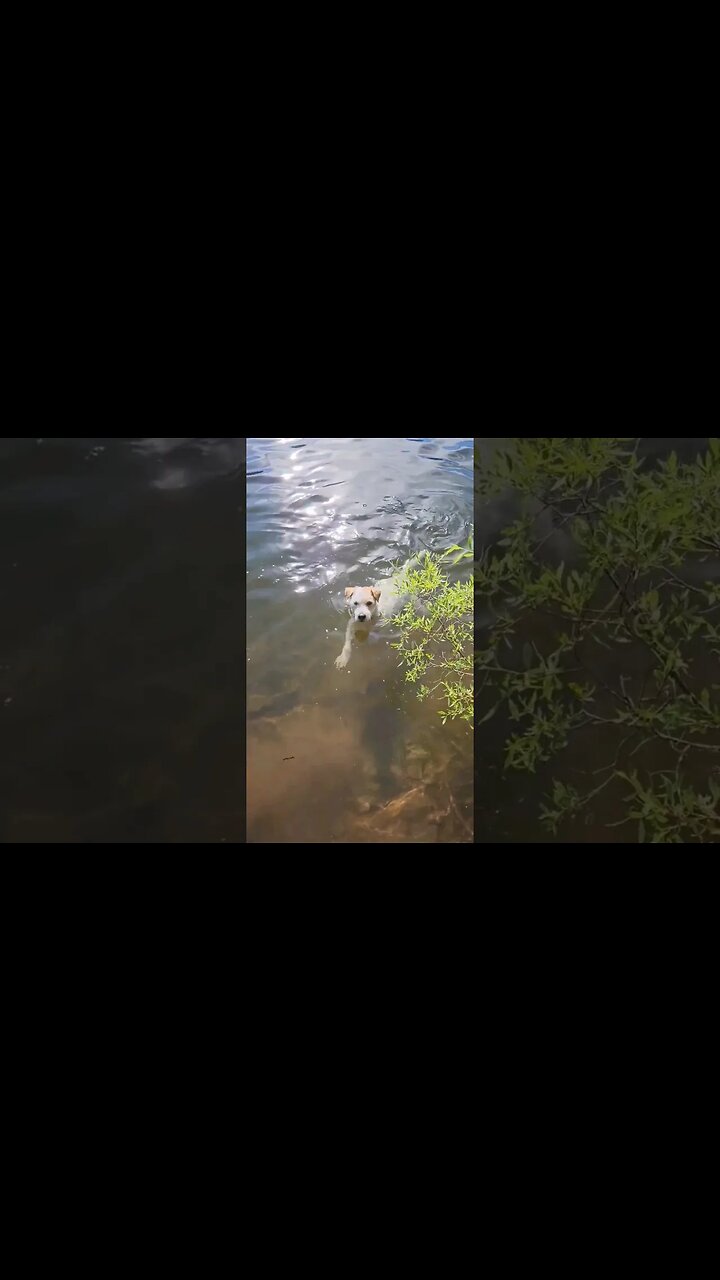 master swimmer Ares Jack Russell terrier