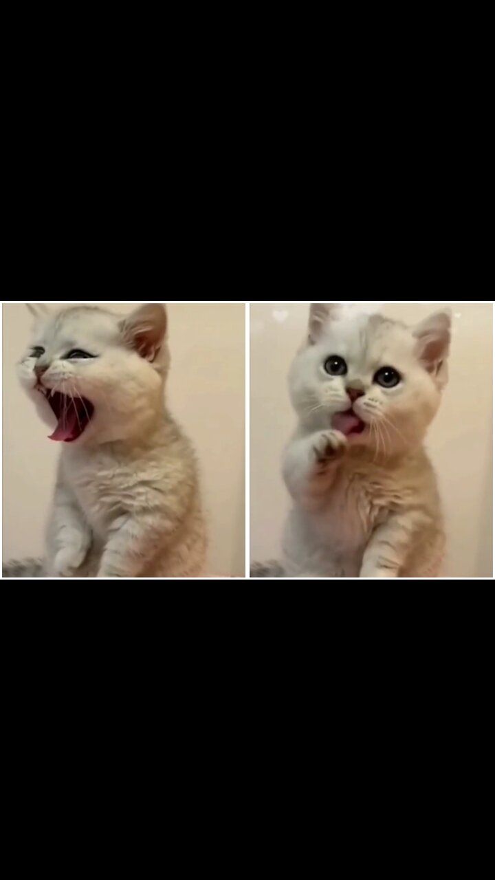 Anak Kucing Menguap