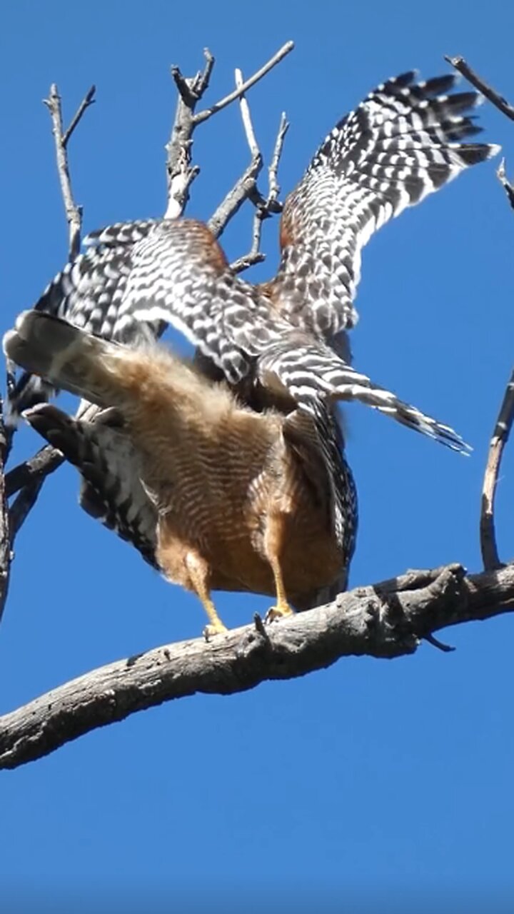Red-shouldered Hawk🐦Mating Season Begins