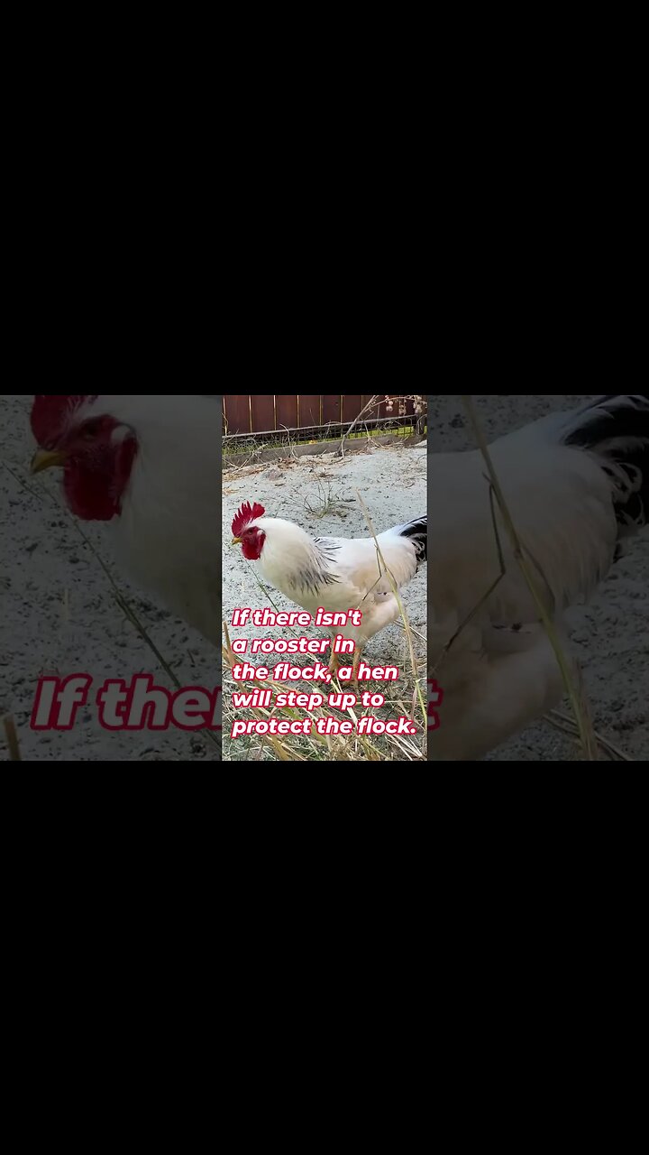 Rooster Sounds And Facts #Shorts 📢