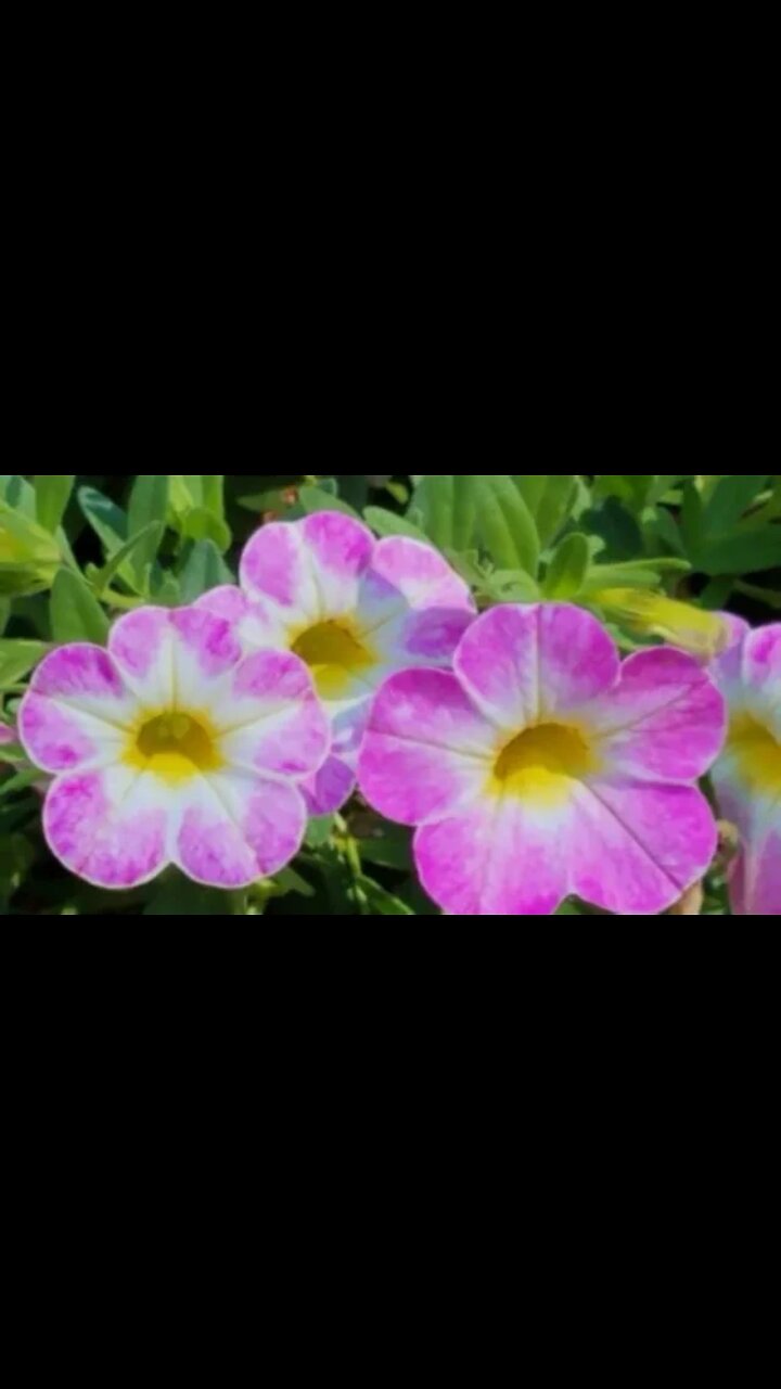 Pentecost Rapture? Part 2 Prayer and When Summer Is Near 11:11 33