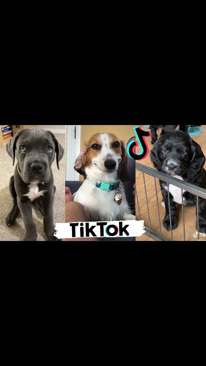 TIK TOK Doggos That Will Make You Laugh ~ Cutest TikTok Puppies