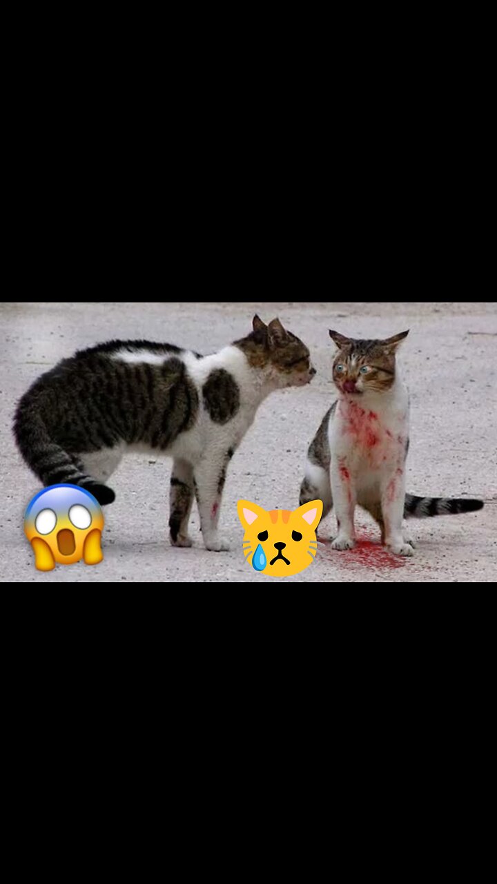 Cats Go Viral on Rumble , Viral Cat Fight Madness: You Won't Believe ...